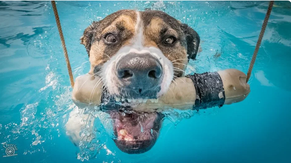 Jersey Shore Sport Dogs Shed Hunt Entry Form – ZingZingK9